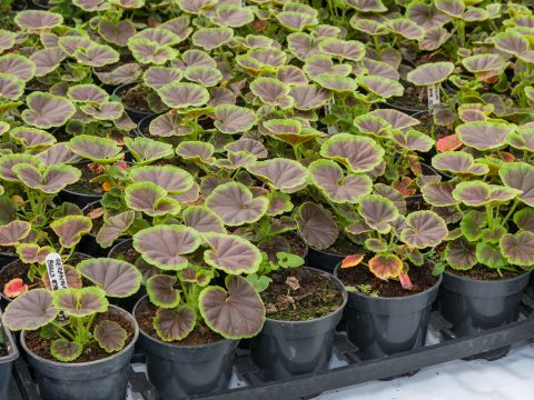 What Are Plug Plants? Why Bother And How To Use Them. - Micro Farm Days